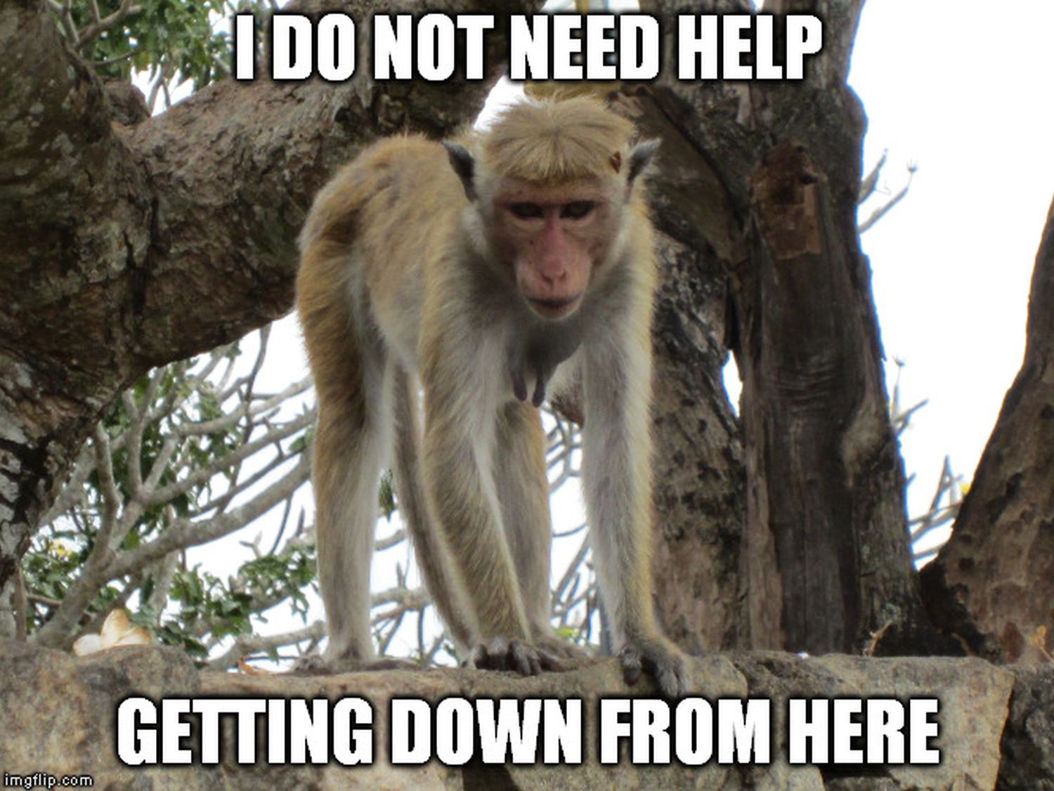 Monkey Memes – the result of a drunken afternoon sorting out Sri Lanka ...