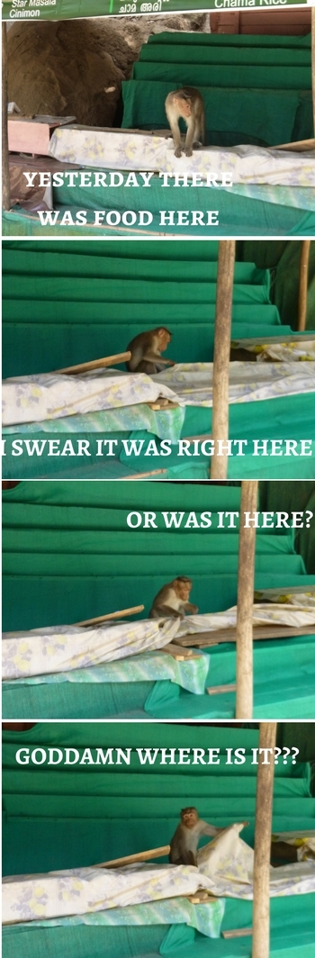 Monkey Memes… Indian Style – an aussie in austria