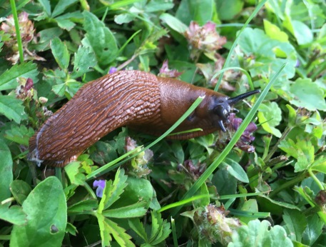 Slugs – the freakishly large ones – an aussie in austria
